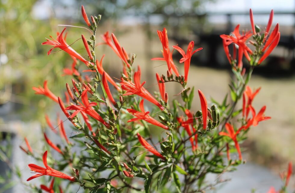 10 Texas Native Landscape Plants to Save Water in Your Yard - DFW Turf ...