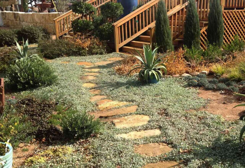 10 Texas Native Landscape Plants to Save Water in Your Yard - DFW Turf ...