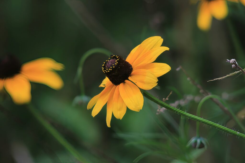 10 Texas Native Landscape Plants To Save Water