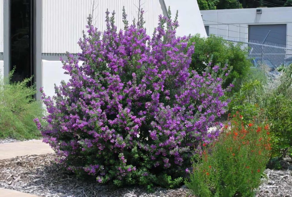 10 Texas Native Landscape Plants to Save Water in Your Yard - DFW Turf ...
